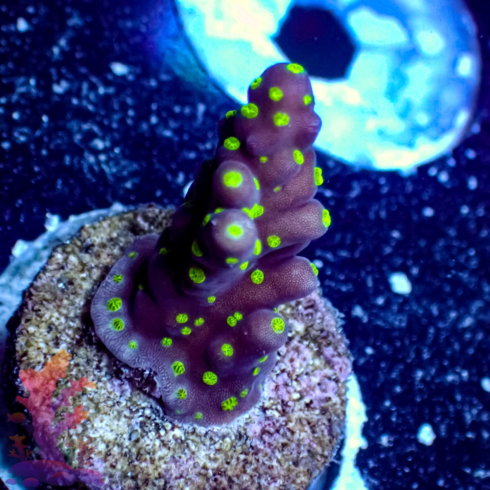 White Polyp Toadstool | Frags 2 Fishes