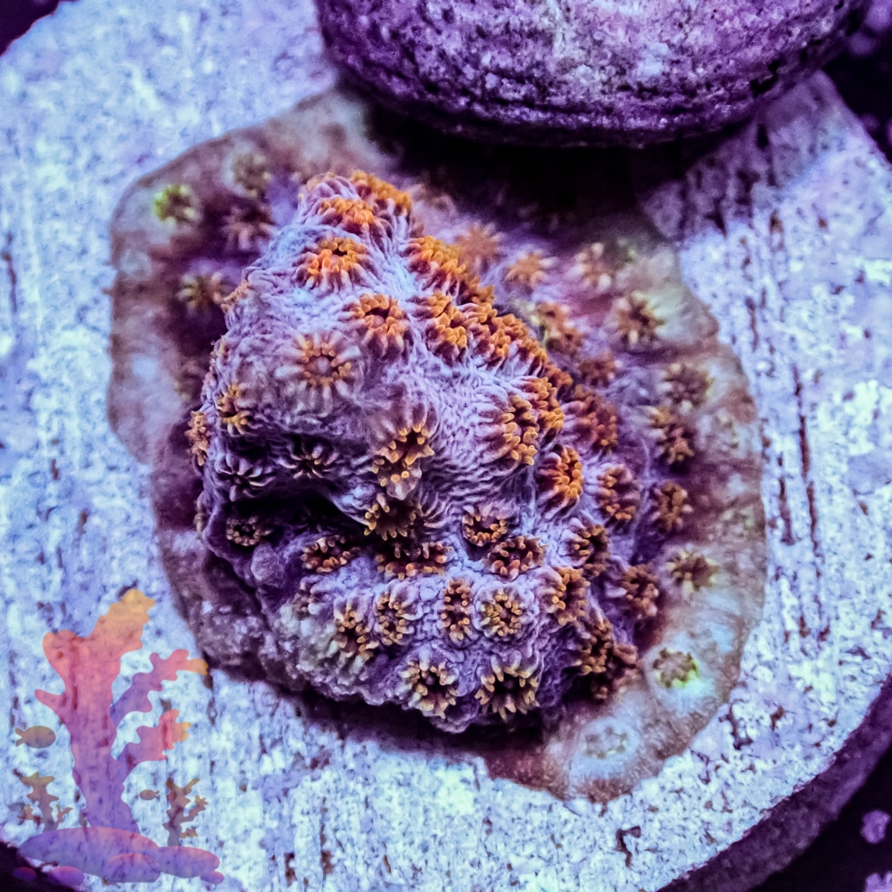 Wwc Skittles Bomb Cyphastrea | Frags 2 Fishes