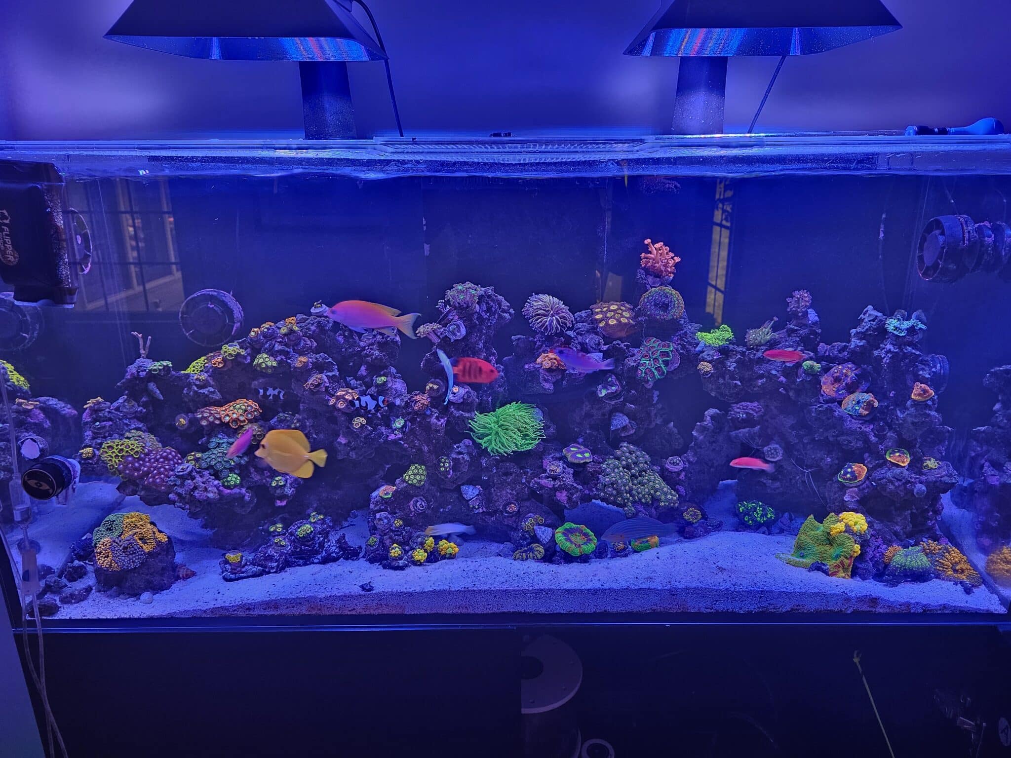 Live Fish and Corals | Live Coral Auctions | Aquarium Supplies - Frags ...