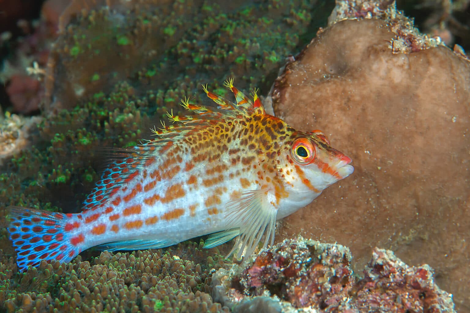 Species Spotlight: Valentini Puffer | Species Spotlight | Frags 2 Fishes