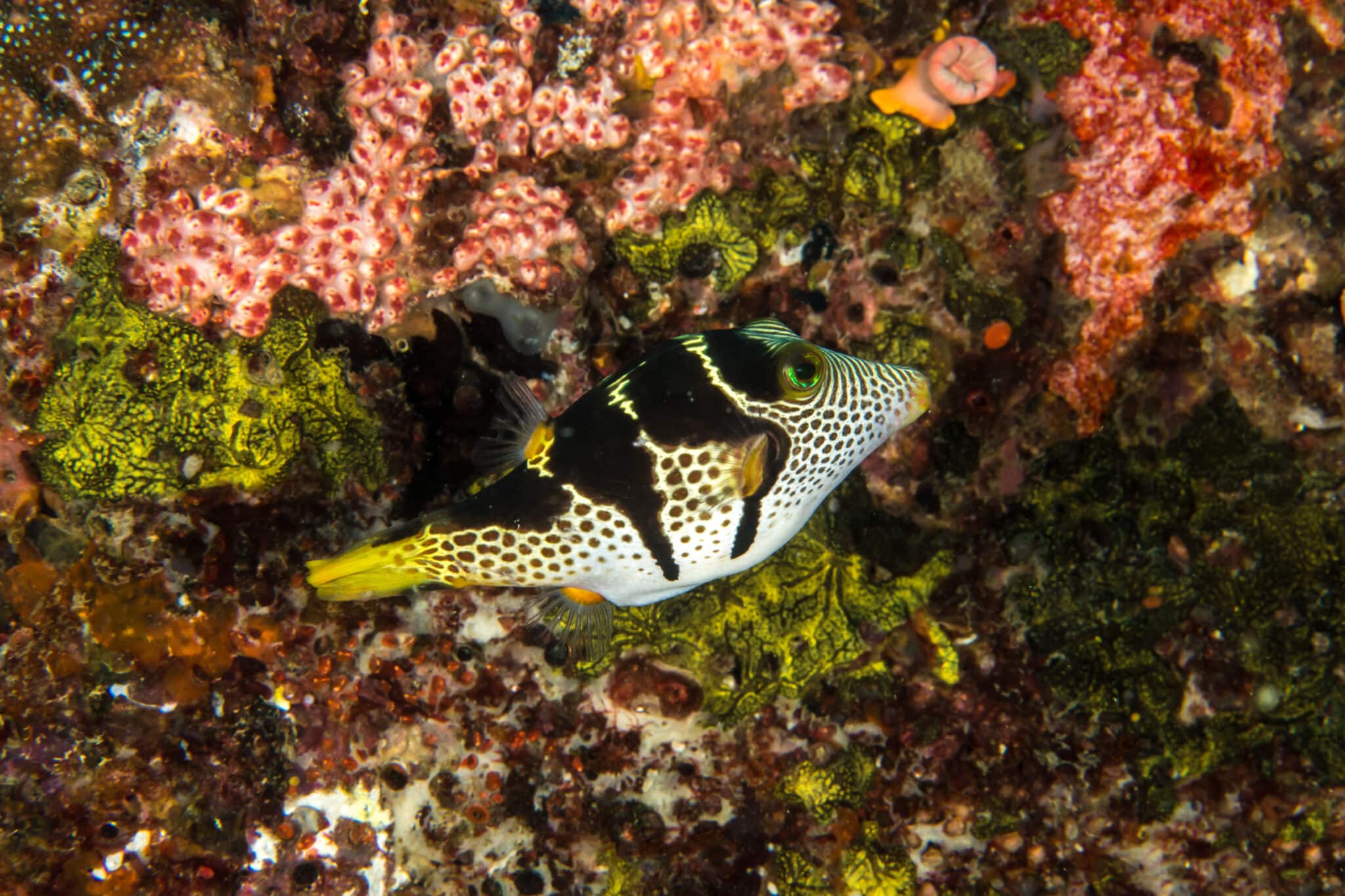 Species Spotlight: Valentini Puffer | Species Spotlight | Frags 2 Fishes