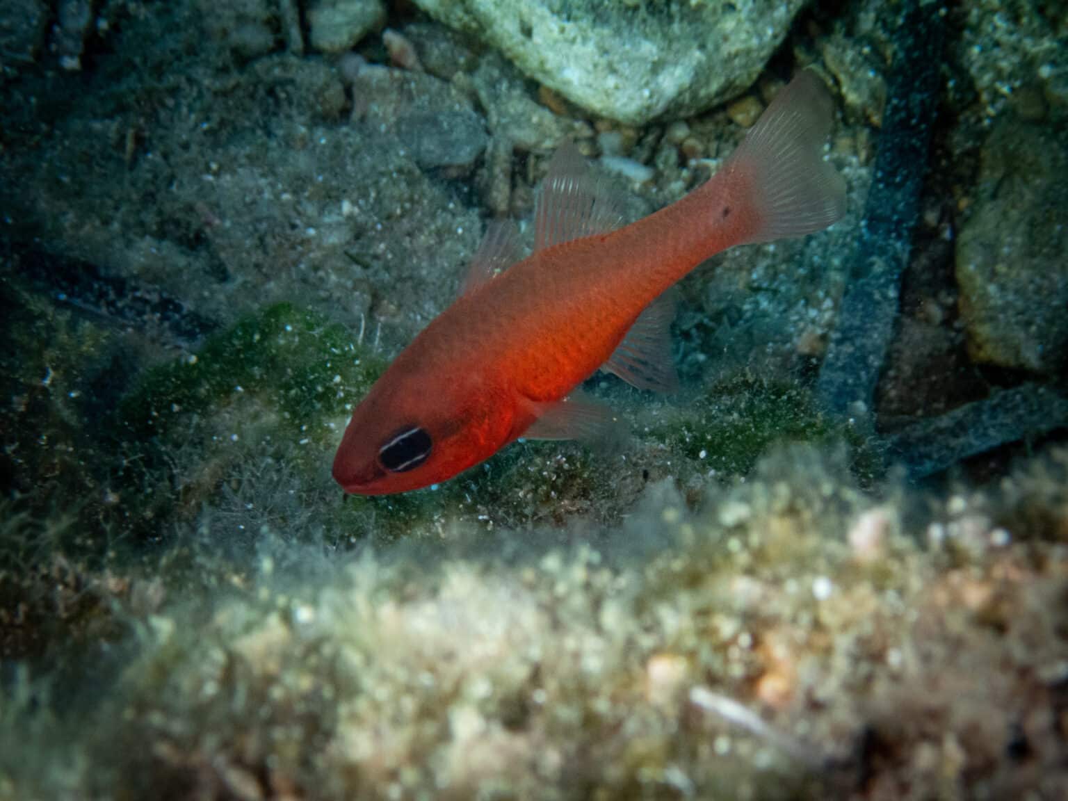 Species Spotlight - Flame Cardinal | Species Spotlight | Frags 2 Fishes