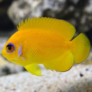 Species Spotlight: : Ocellaris Clownfish | Species Spotlight | Frags 2 ...